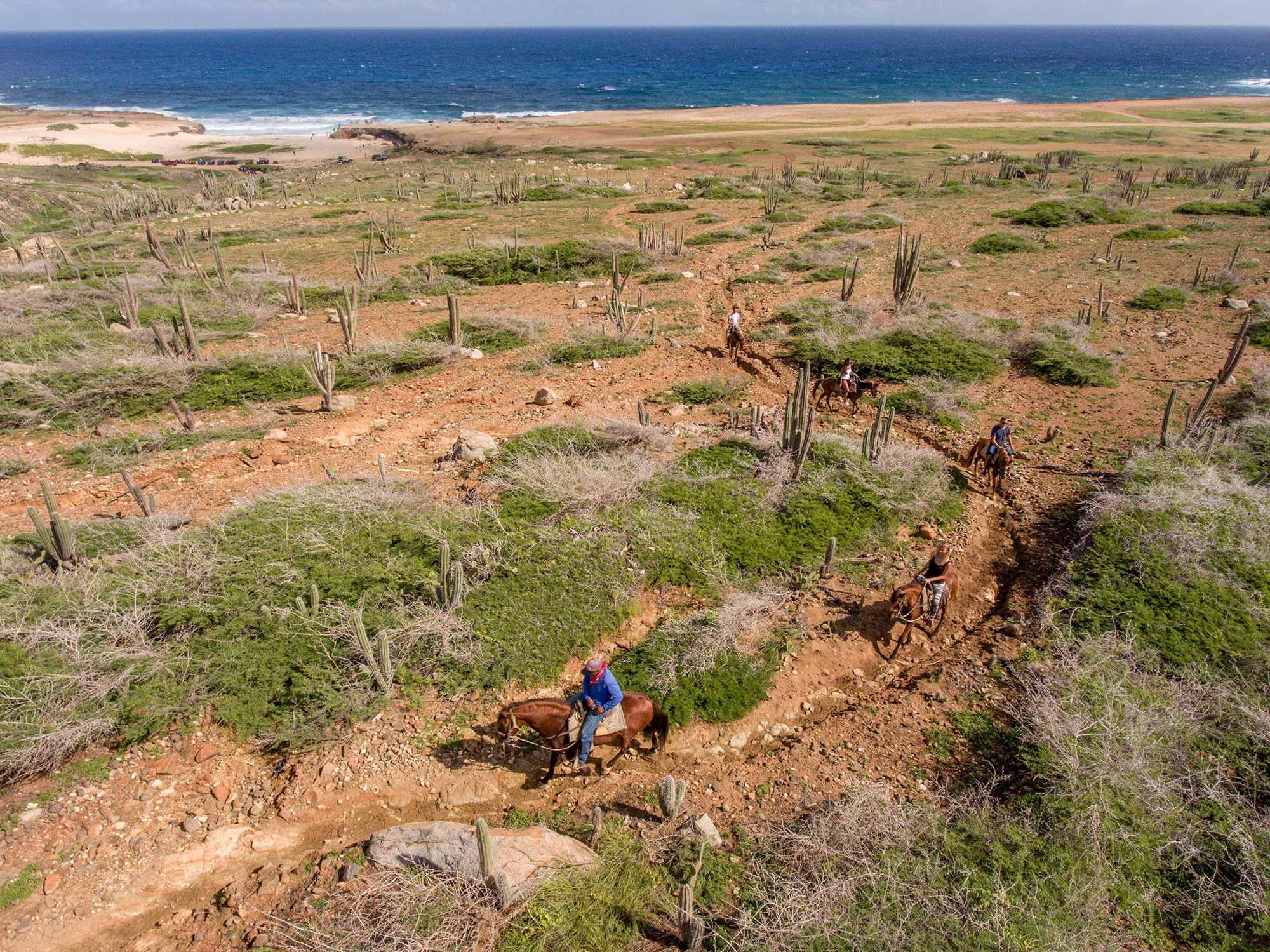 Gallery - Horseback Riding in Aruba