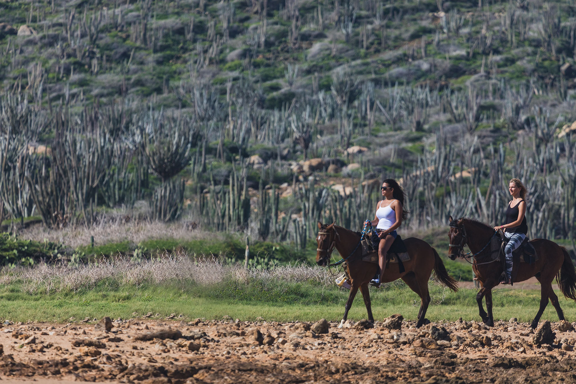 About - Horseback Riding in Aruba