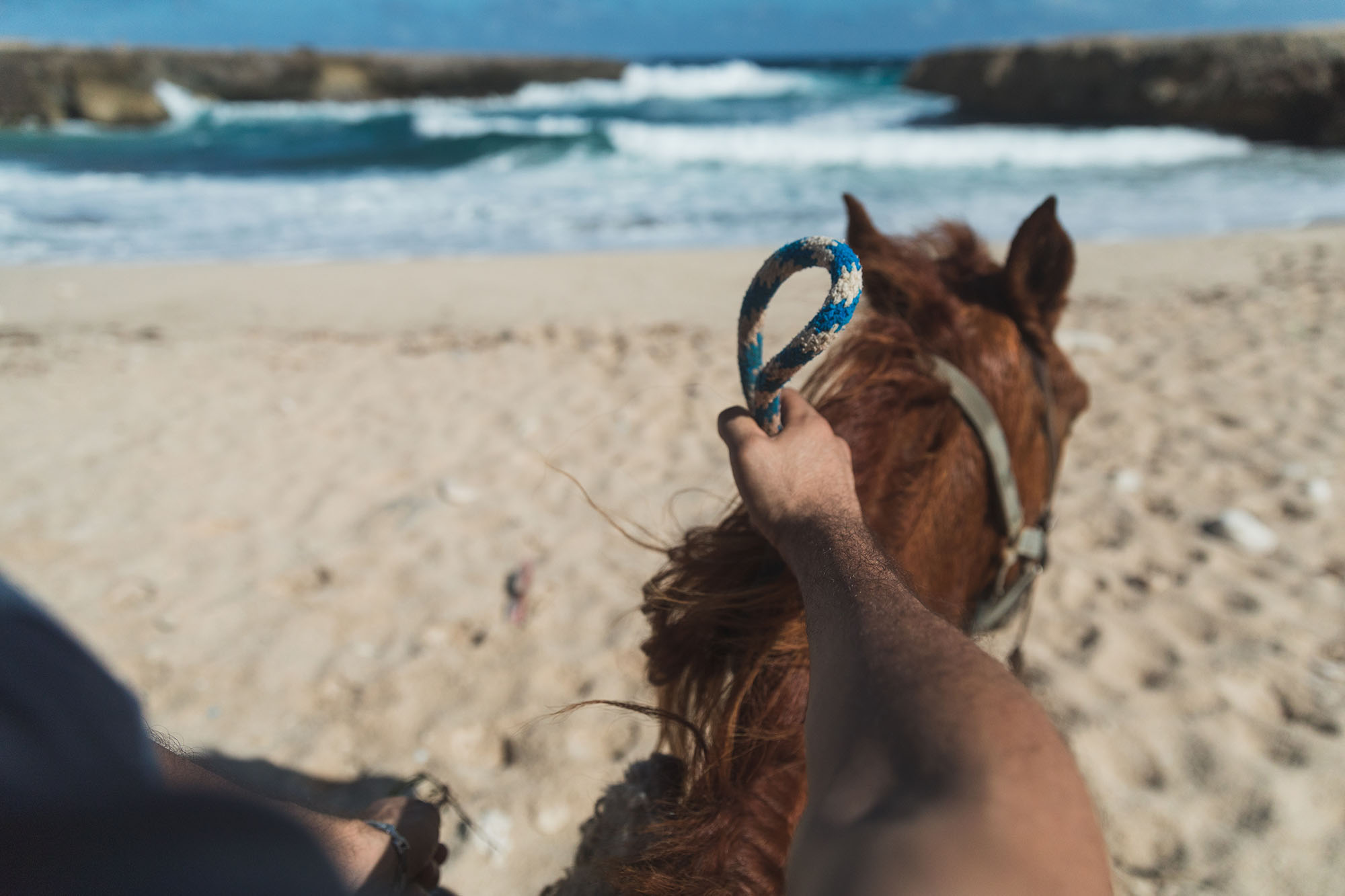 Gallery - Horseback Riding in Aruba
